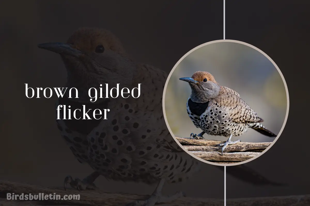 Overview Of The Brown Gilded Flicker - Birds Bulletin