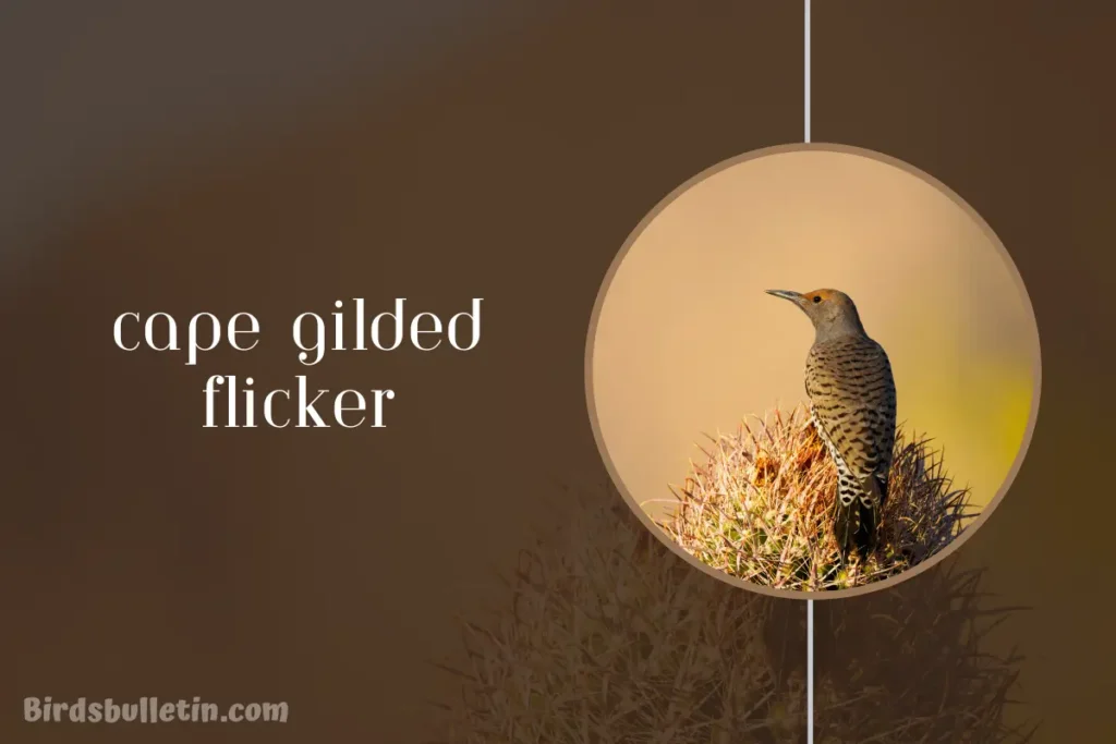 Overview Of The Cape Gilded Flicker - Birds Bulletin