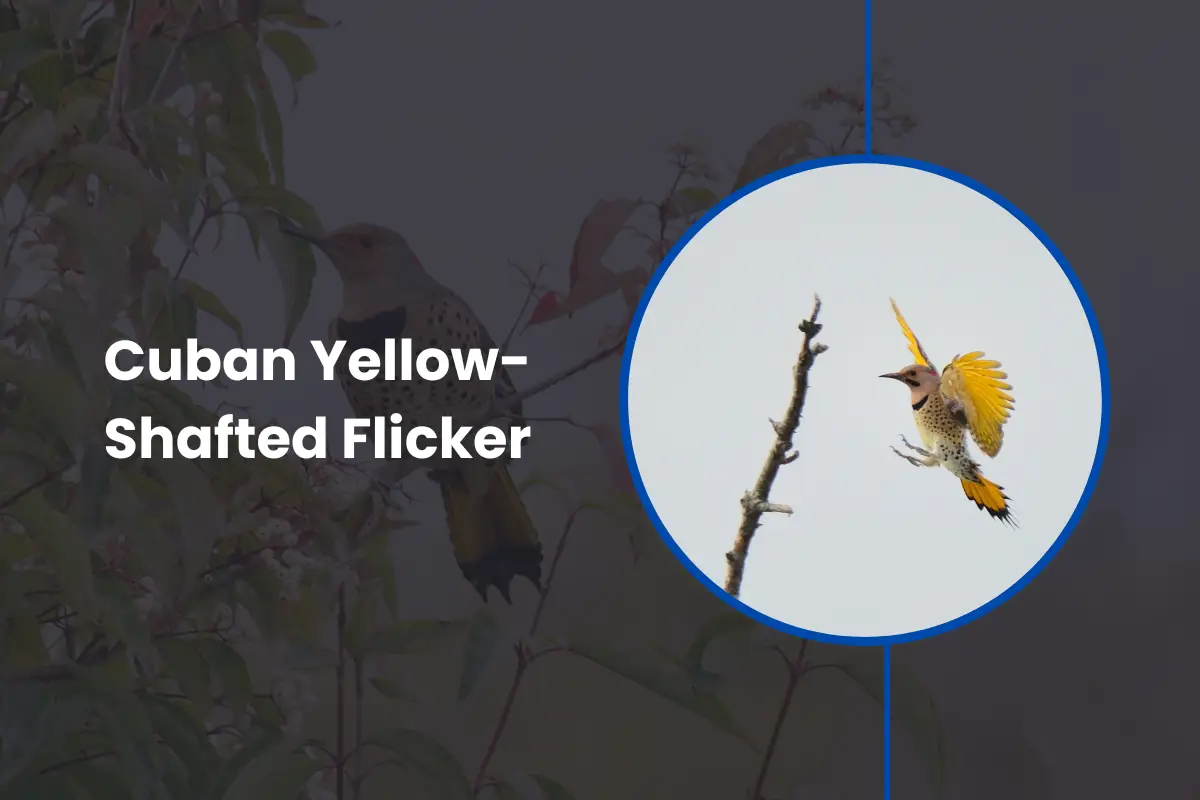The Cuban Yellow-Shafted Flicker Overview - Birds Bulletin
