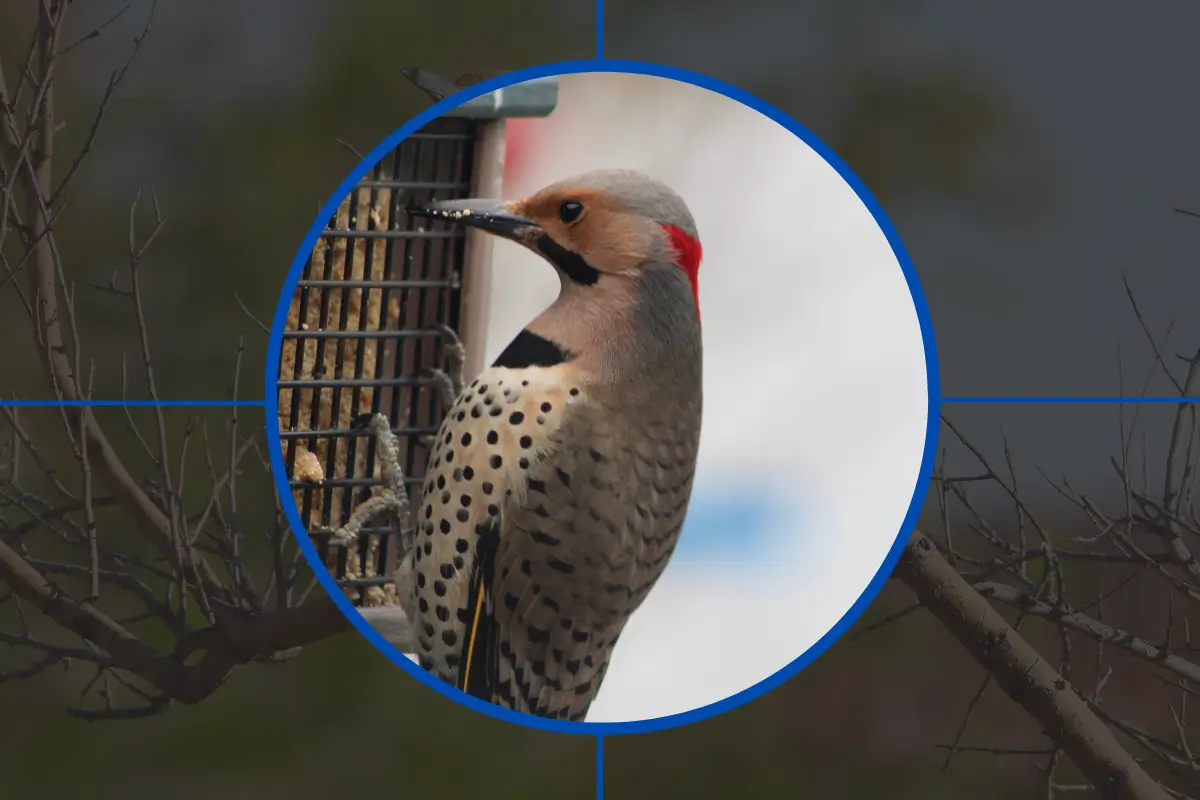 What Do Gilded Flicker Eat? - Birds Bulletin