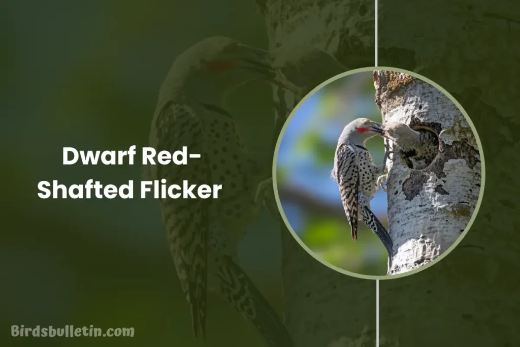 Overview Of The Dwarf Red-Shafted Flicker - Birds Bulletin