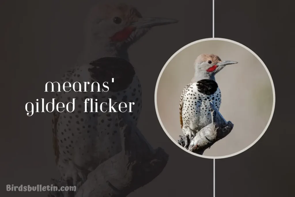 Overview Of the Mearns' Gilded Flicker - Birds Bulletin
