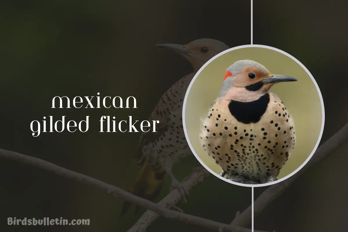 Mexican Gilded Flicker Overview - Birds Bulletin
