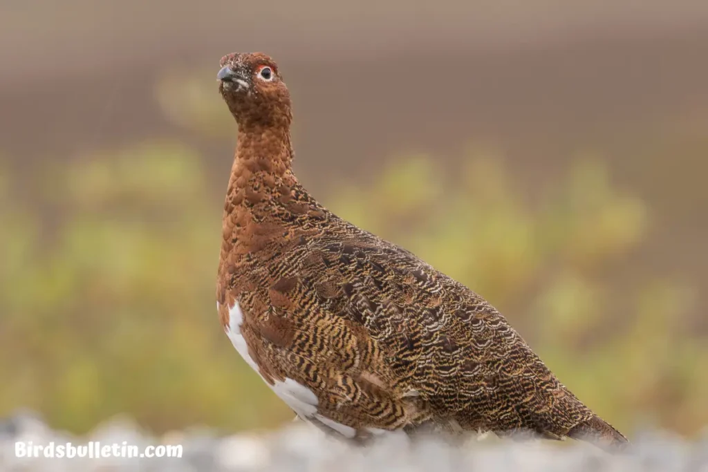 Lagopus Lagopus Alleni Overview - Birds Bulletin