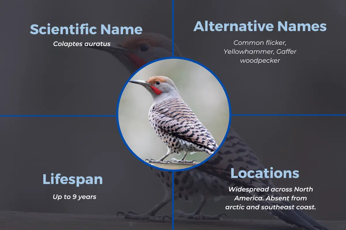 Northern Flicker: Overview And Behavior - Birds Bulletin