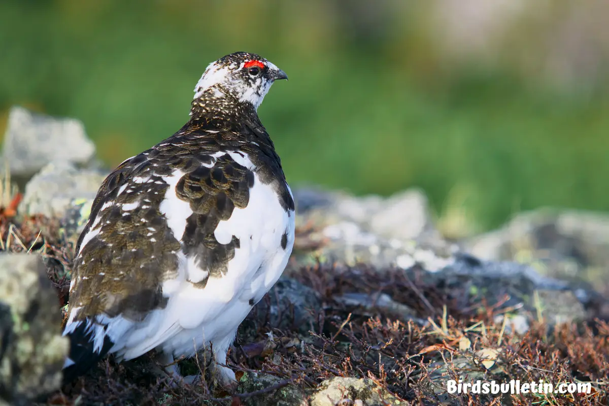 Lagopus Lagopus Okadai Overview - Birds Bulletin