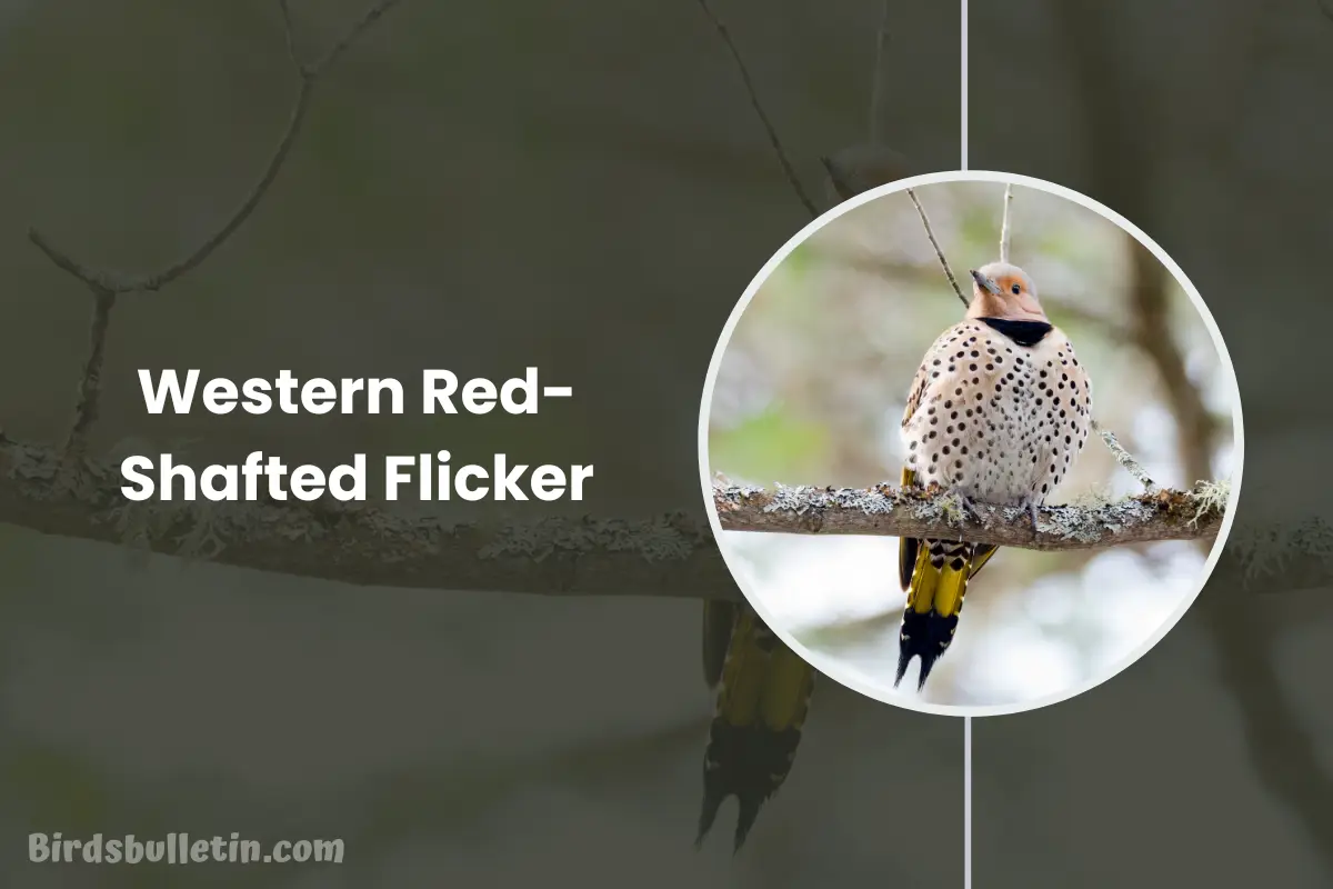 Overview Of The Western Red-Shafted Flicker - Birds Bulletin