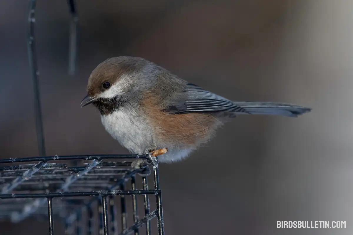 Boreal Chickadee: Behavior And More - Birds Bulletin