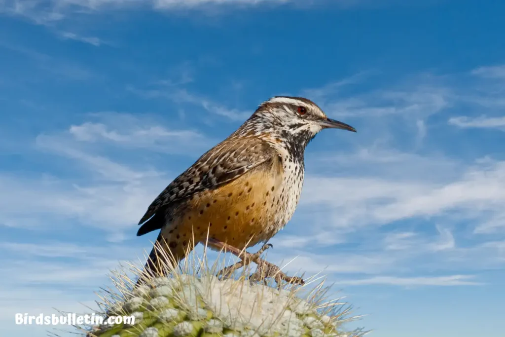 Cactus Wren Bird: Subspecies And Overview - Birds Bulletin
