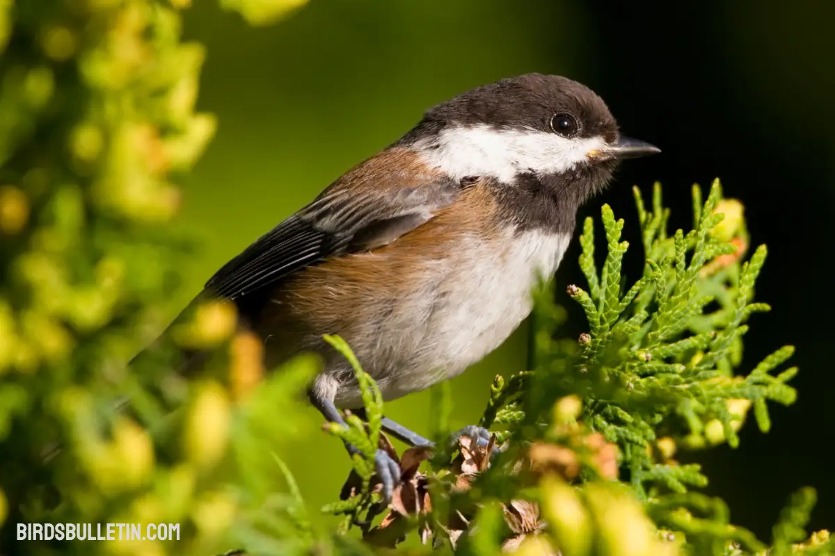 Chestnut-Backed Chickadee: Behavior And More - Birds Bulletin