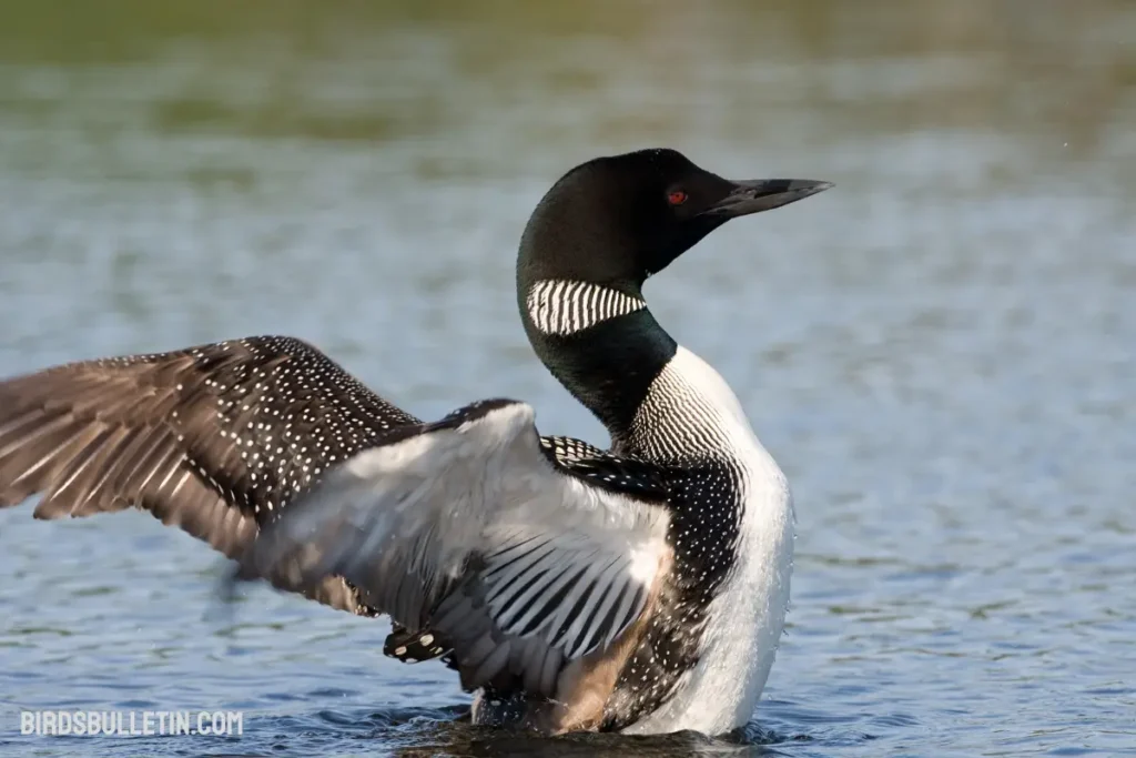 Common Loon: Symbol Of The Wilderness - Birds Bulletin