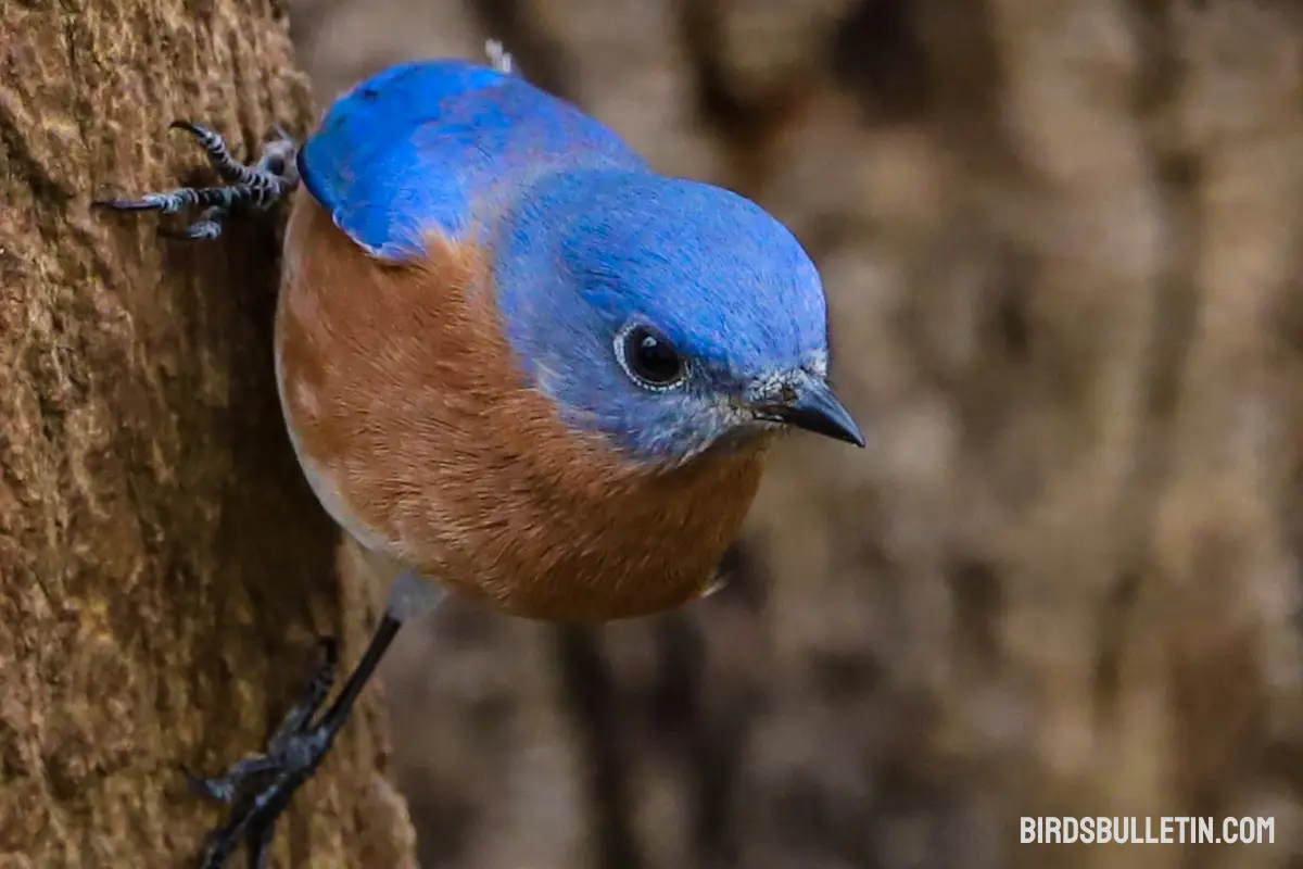 Eastern Bluebirds (Subspecies): Behavior And More - Birds Bulletin