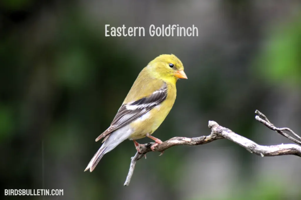 Overview Of the Eastern Goldfinch - Birds Bulletin