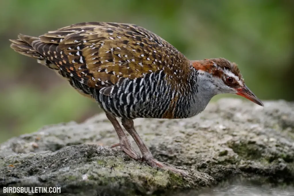 Guam Rail: Behaviors, Migrate, And More - Birds Bulletin