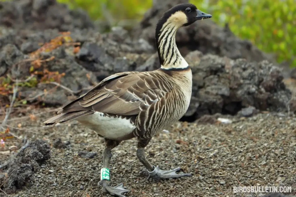 Hawaiian Goose Nene: Identification And More - Birds Bulletin