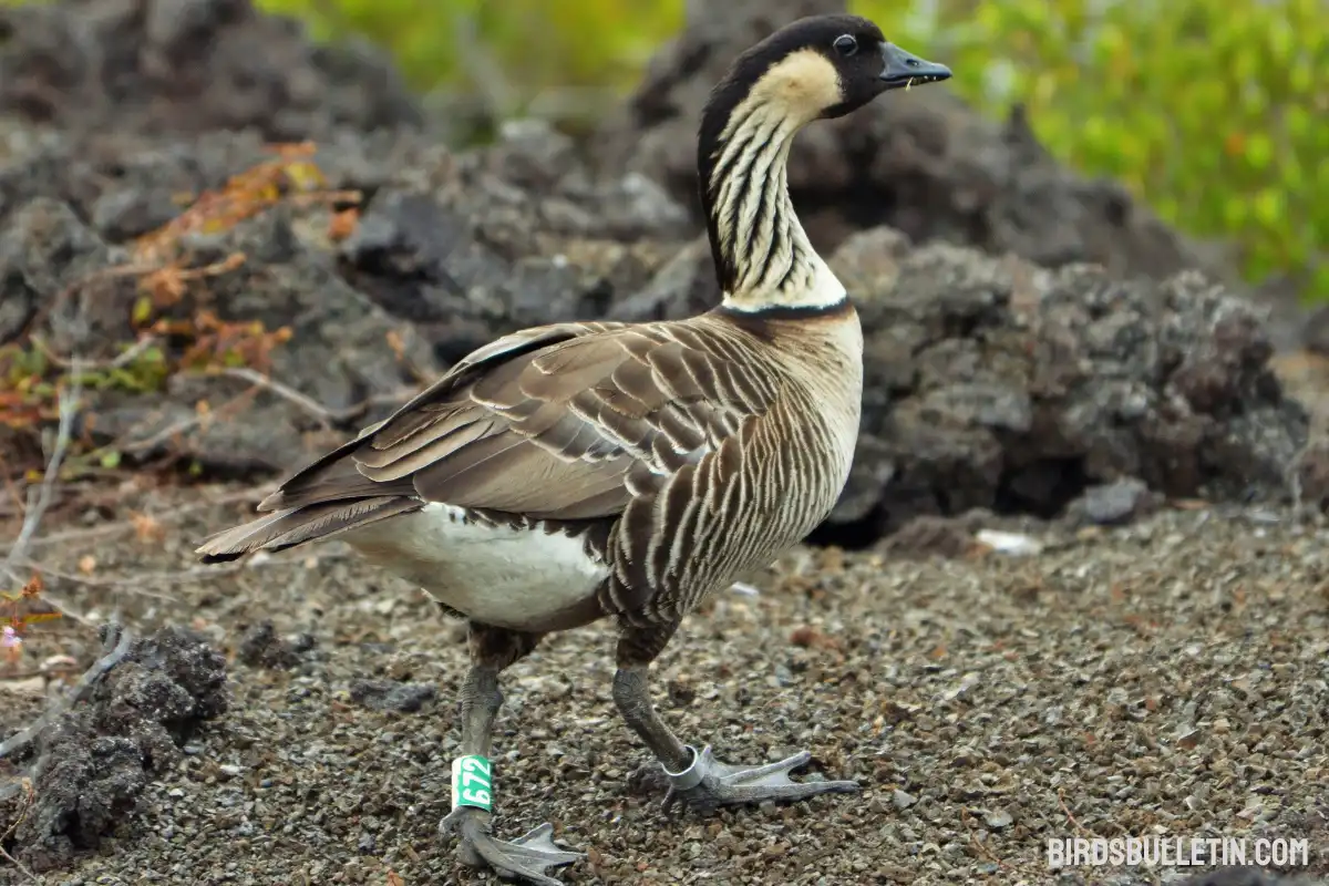 Hawaiian Goose Nene: Identification And More - Birds Bulletin