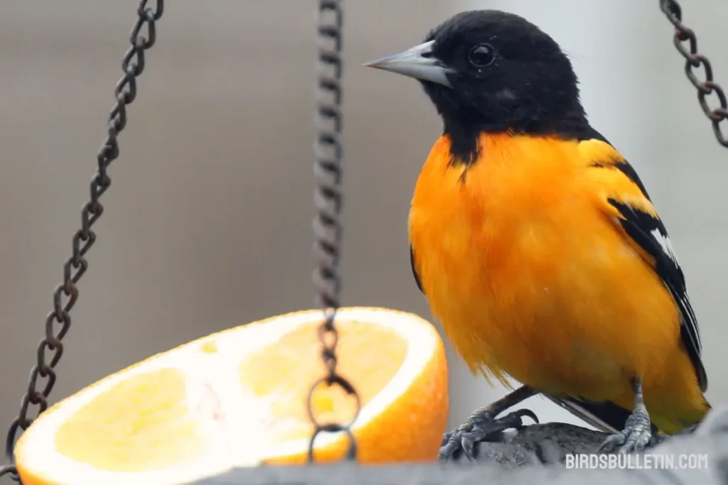 What Does Baltimore Orioles Eat? - Birds Bulletin