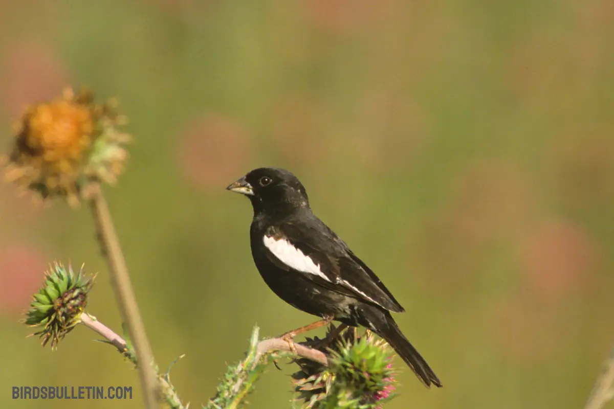 Lark Bunting (Calamospiza Melanocorys) - Birds Bulletin