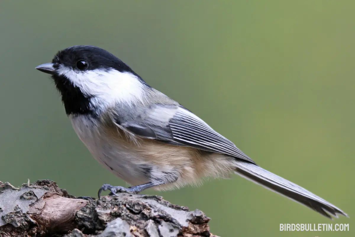 Mexican Chickadee: Behaviors And More - Birds Bulletin