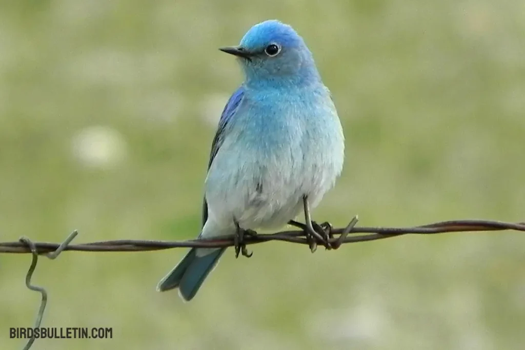 Mountain Bluebird: Behavior, Migration, And More - Birds Bulletin