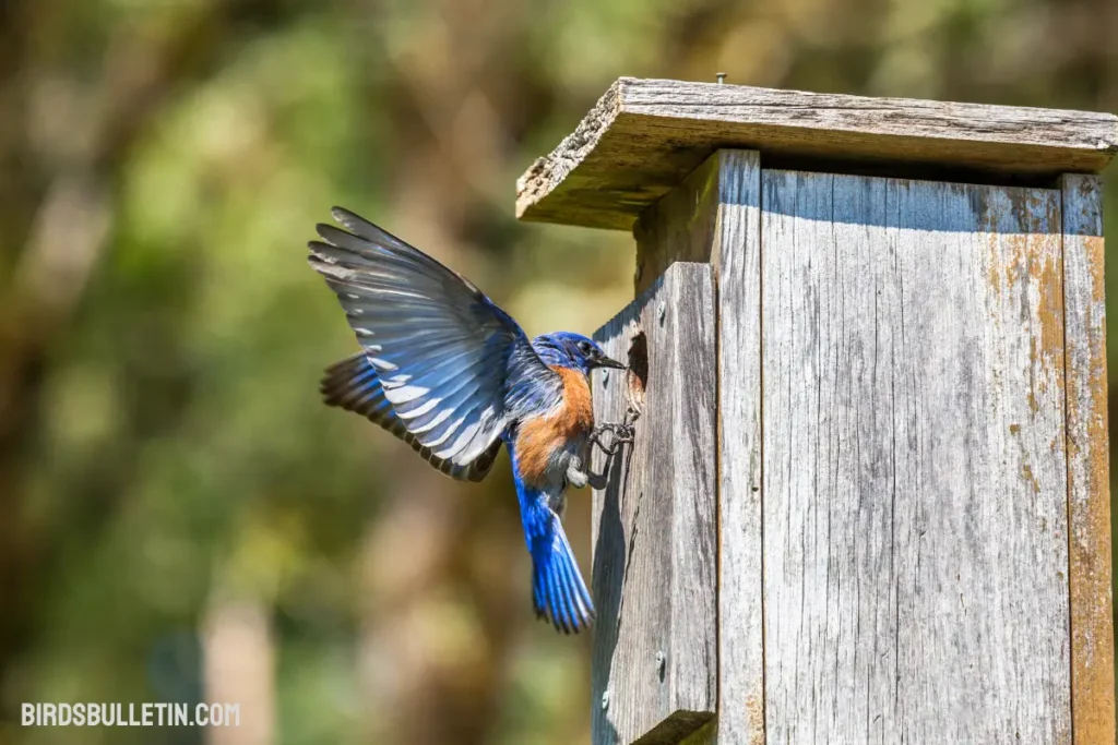 Western Bluebird (Beautiful Songbird) - Birds Bulletin