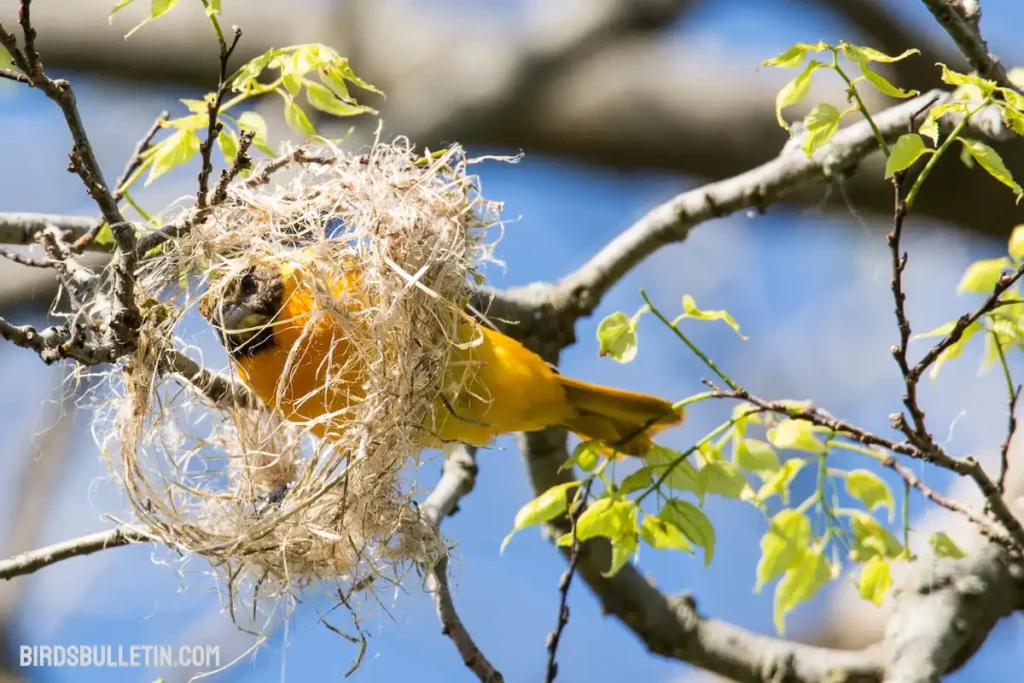Baltimore Oriole: Nesting And Behavior - Birds Bulletin