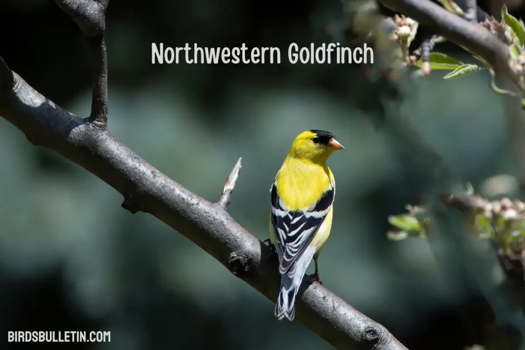 Overview Of The Northwestern Goldfinch - Birds Bulletin