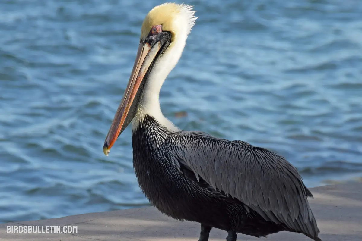 Overview Of Eastern Brown Pelican - Birds Bulletin