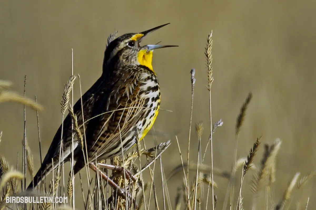 Pacific Northwest Meadowlark (S.N. Confluenta) - Birds Bulletin