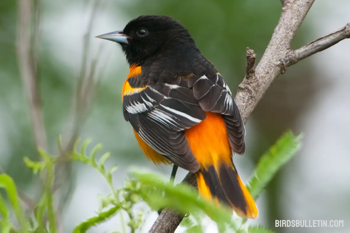 Baltimore Oriole: Nesting And Behavior - Birds Bulletin