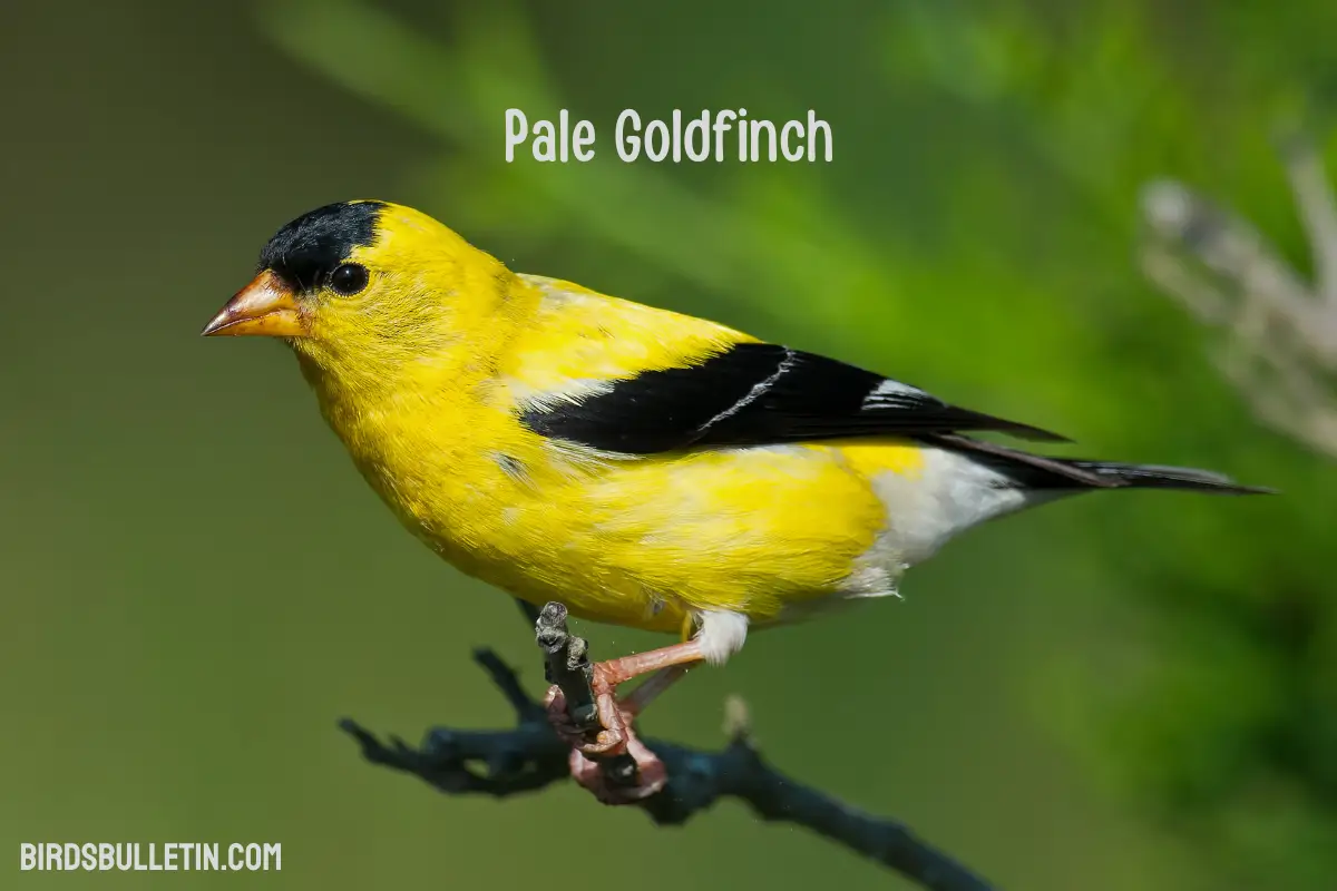 Overview Of The Pale Goldfinch - Birds Bulletin