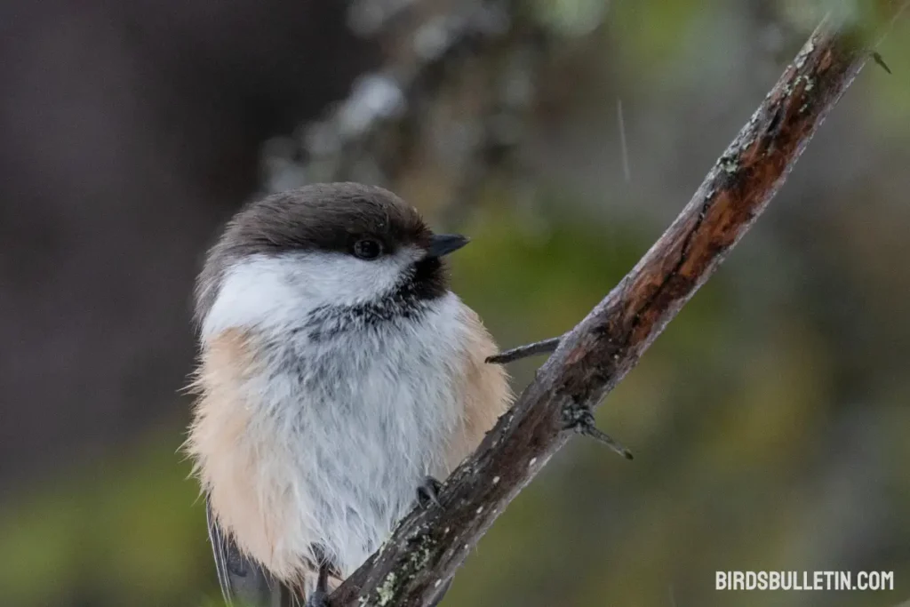 Poecile Cinctus Lapponicus (Lundahl, 1848) - Birds Bulletin