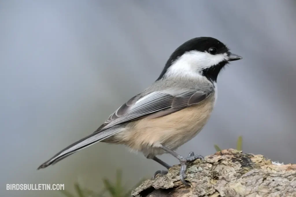Poecile Cinctus Sayanus (Sushkin, 1904) - Birds Bulletin