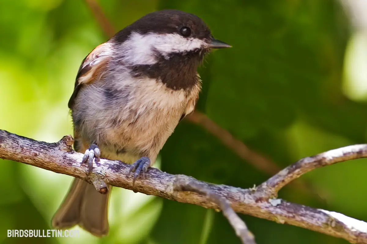 Overview Of Poecile Rufescens Neglectus - Birds Bulletin