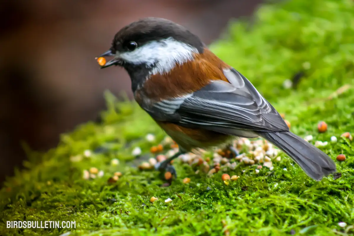 What Do Chickadees Bird Eat? - Birds Bulletin