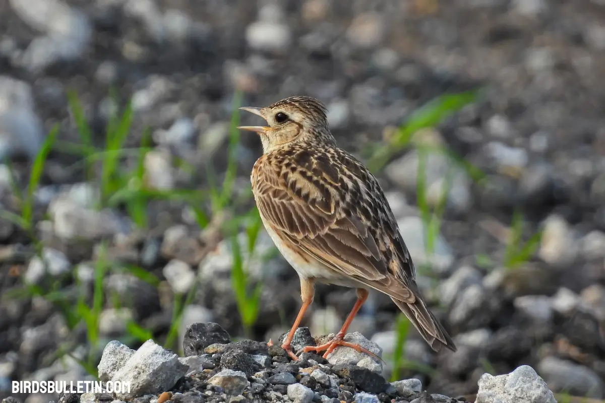 What Do Lark Buntings Eat? - Birds Bulletin