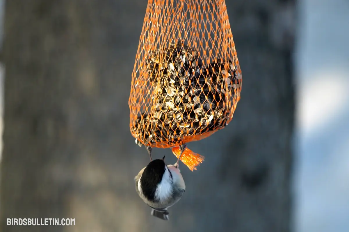 What Do Mountain Chickadees Eat? - Birds Bulletin