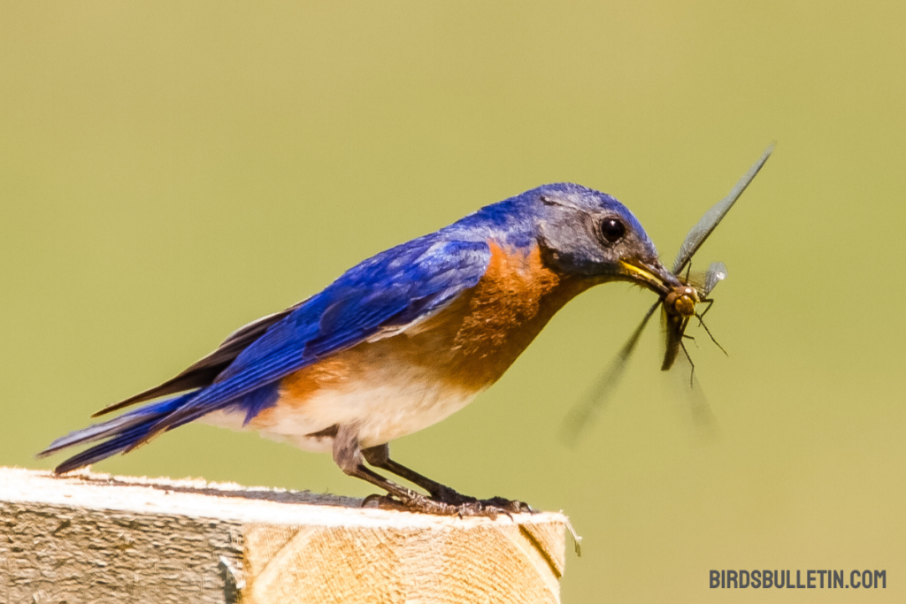 What Does Eastern Bluebird Eat? - Birds Bulletin