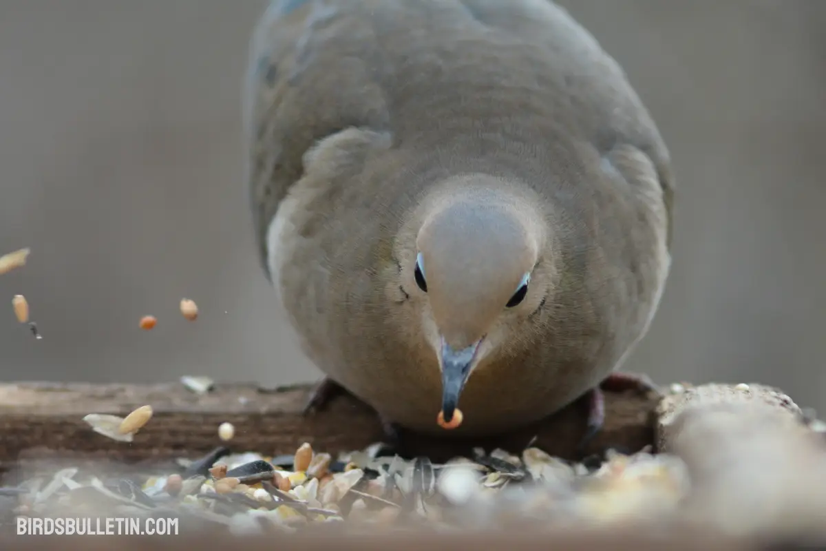 What Does Eastern Mourning Dove Eat? - Birds Bulletin