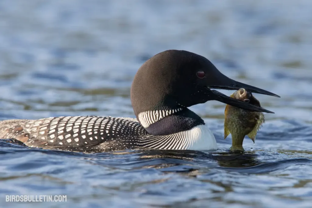 What Does the Common Loon Eat? - Birds Bulletin