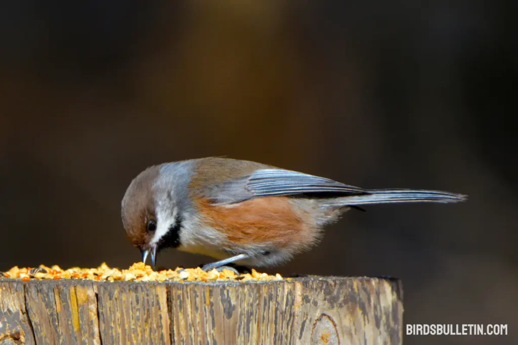 What Do Boreal Chickadees Eat? - Birds Bulletin