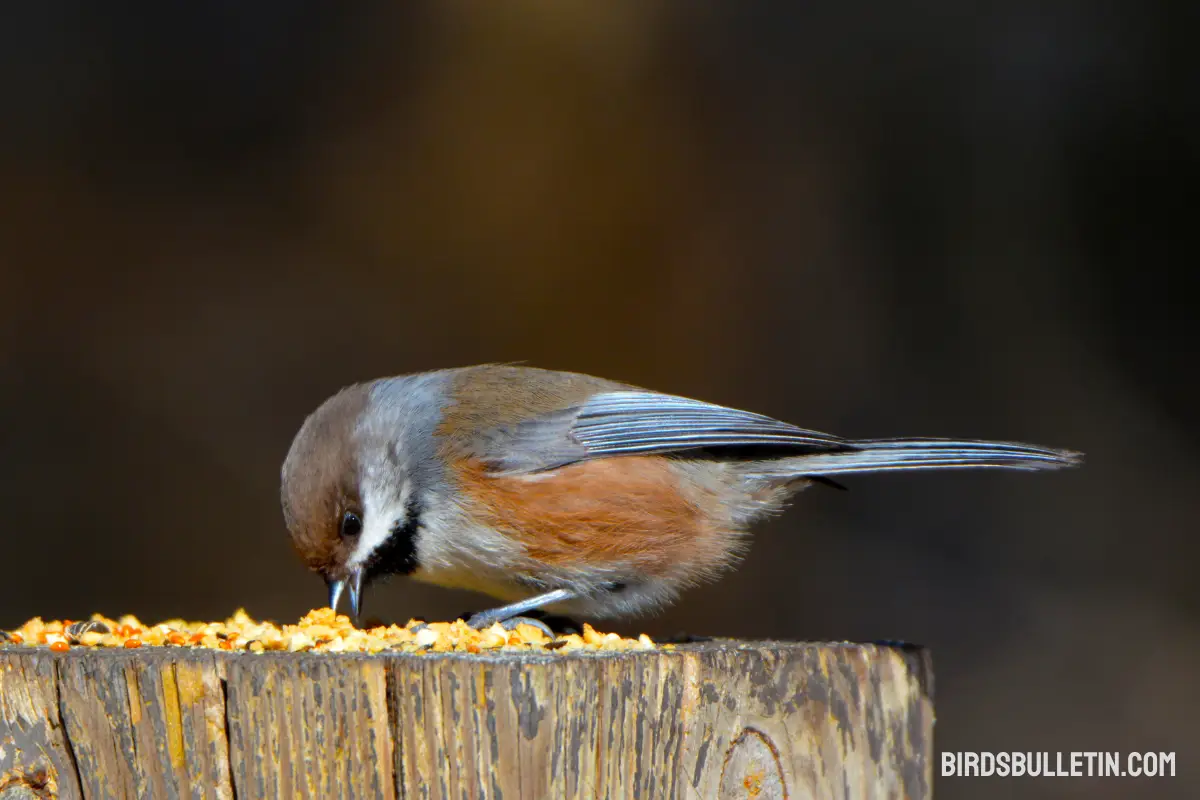 What Do Boreal Chickadees Eat? - Birds Bulletin
