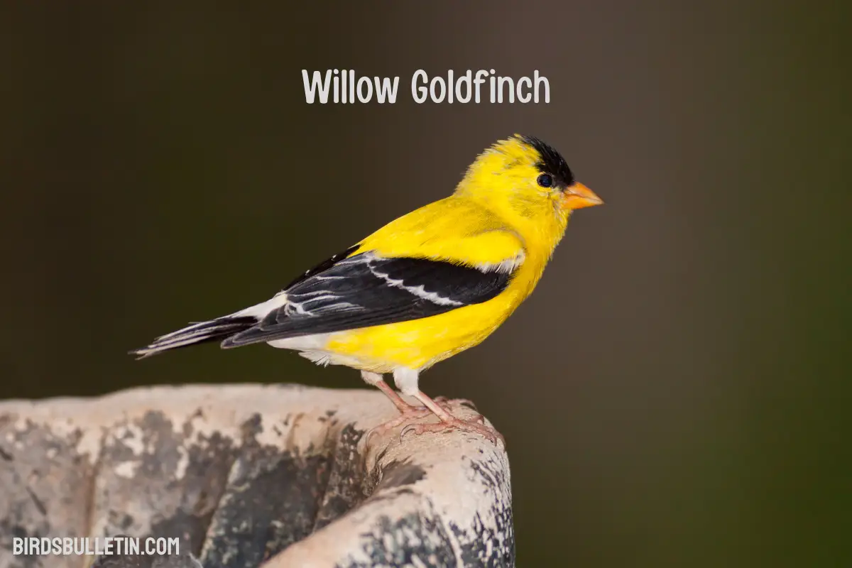 Overview Of The Willow Goldfinch - Birds Bulletin