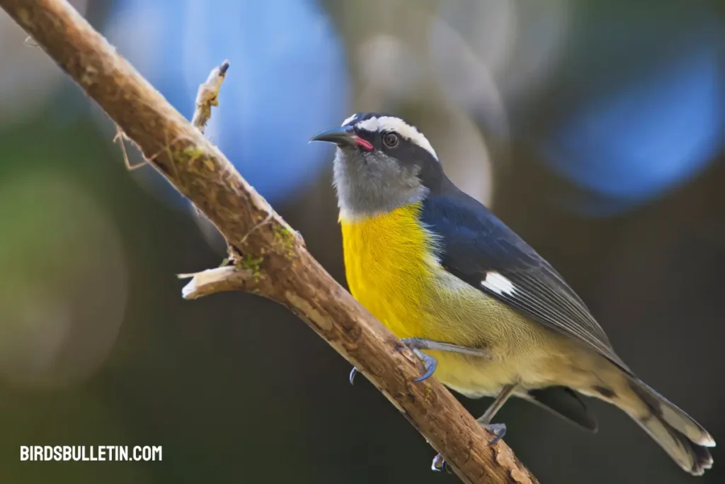 Bananaquit Bird: Subspecies And More - Birds Bulletin
