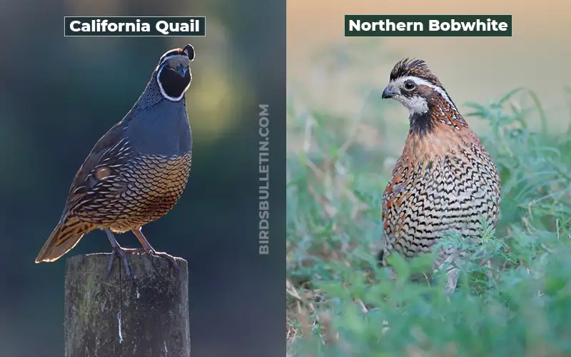 9 Birds That Look Like California Quail - Birds Bulletin