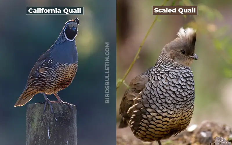 9 Birds That Look Like California Quail - Birds Bulletin