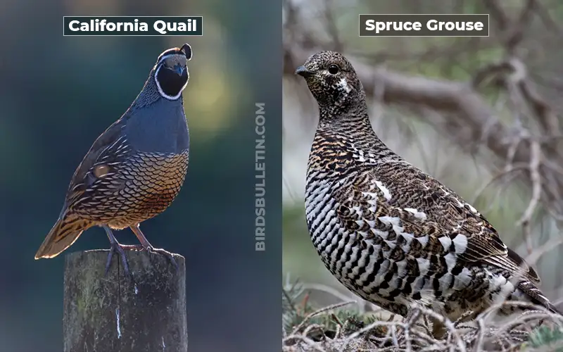 9 Birds That Look Like California Quail - Birds Bulletin