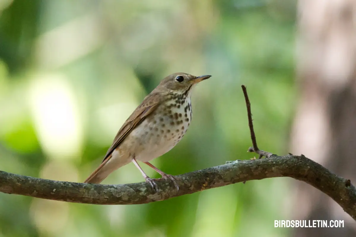 Hermit Thrush Overview: Songsters of the Forest - Birds Bulletin