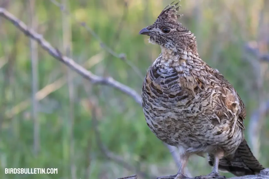 Ruffed Grouse: Subspecies, Behavior, And More - Birds Bulletin